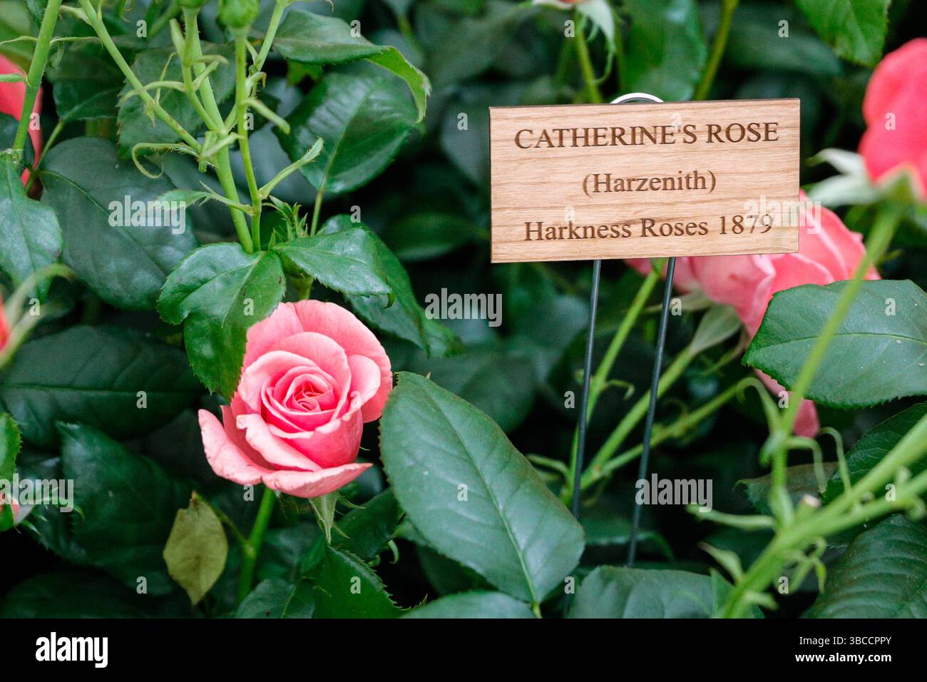 London, UK. 19th May, 2025. The new 'Catherine's Rose' at Harkness ...