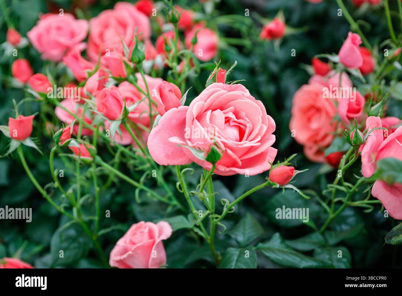 London, UK. 19th May, 2025. The new 'Catherine's Rose' at Harkness ...