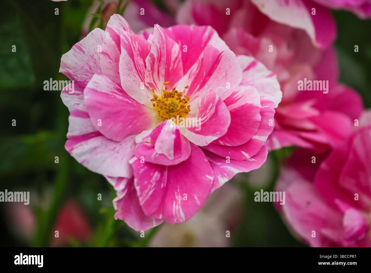 London, UK. 19th May, 2025. 'The King's Rose', an English Shrub Rose ...