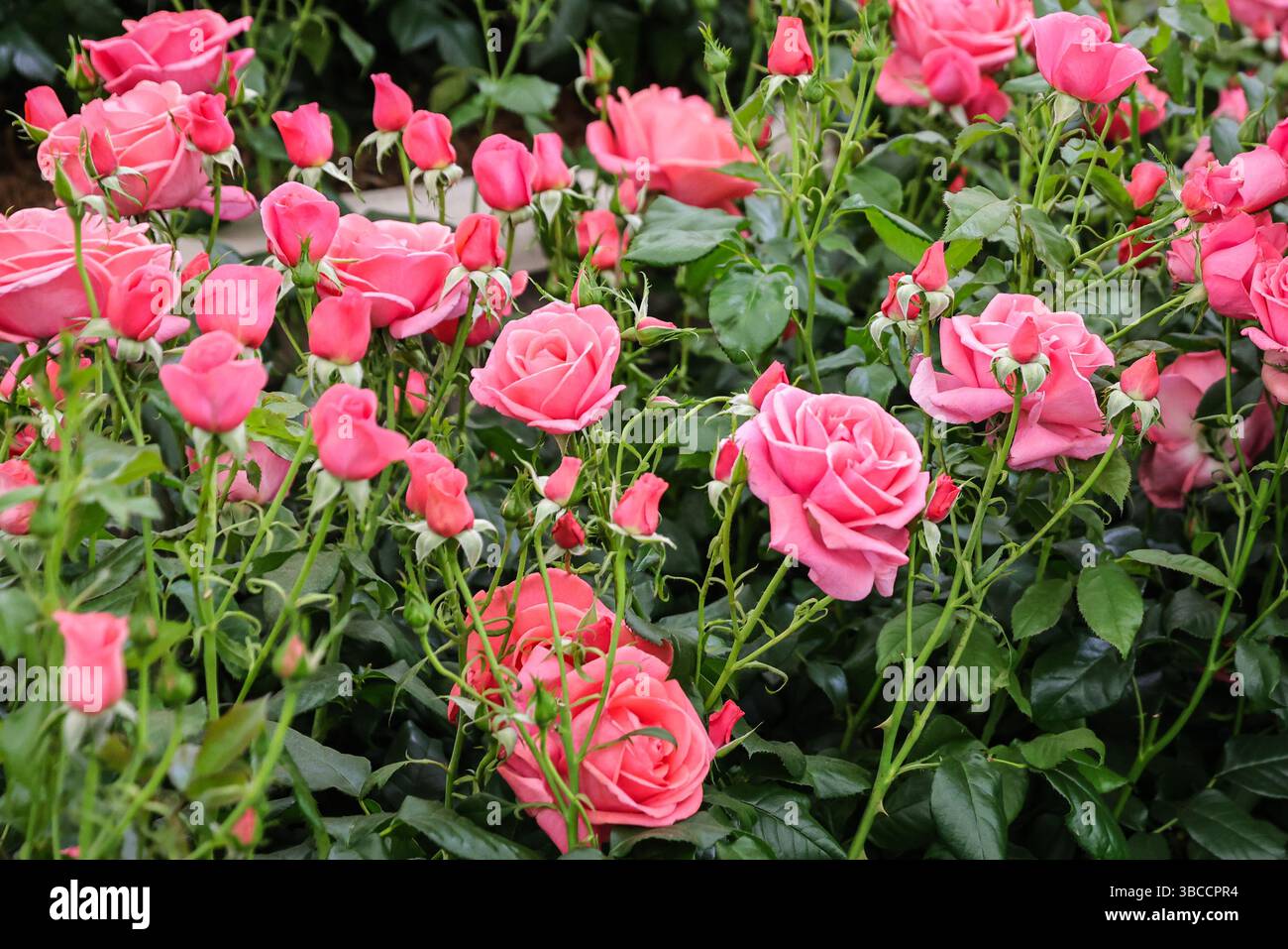 London, UK. 19th May, 2025. The new 'Catherine's Rose' at Harkness ...