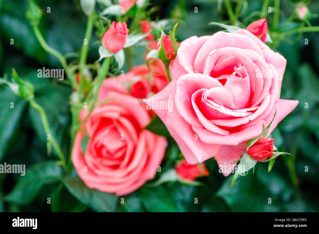 London, UK. 19th May, 2025. The new 'Catherine's Rose' at Harkness ...