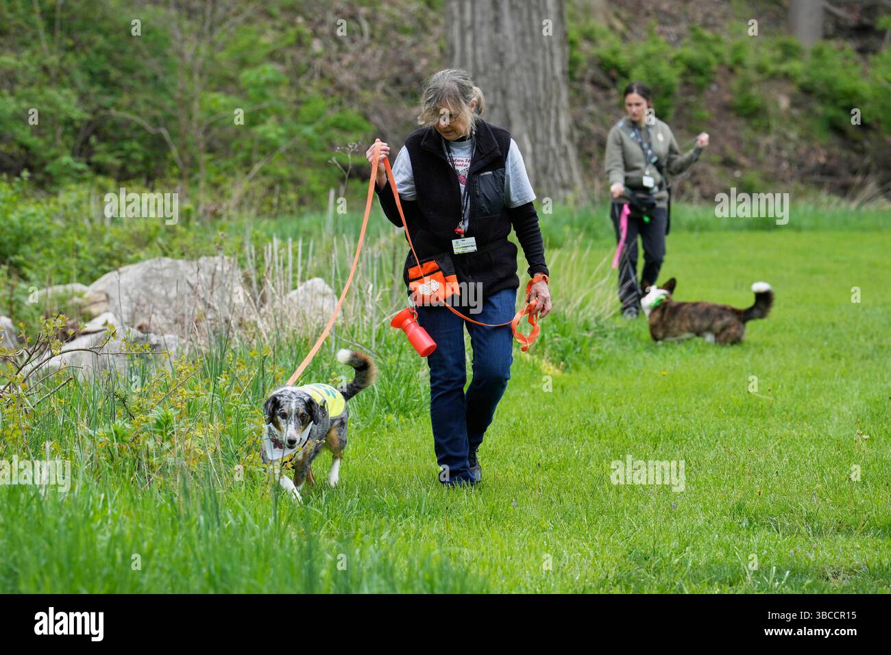 Gail Samko and Australian Shepard-cattle dog mix, Rio, left, and Paige ...
