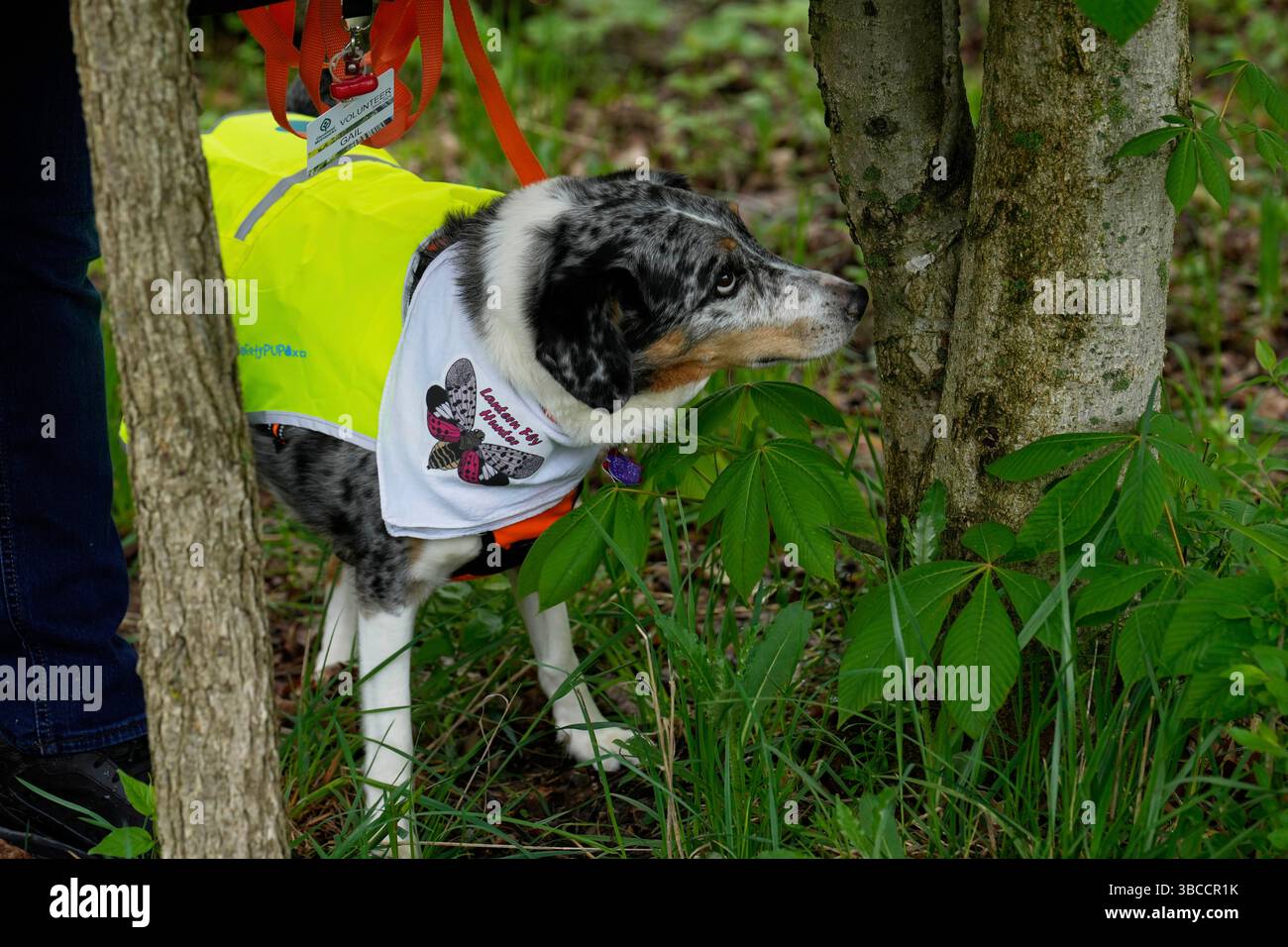 Gail Samko's Australian Shepard-cattle dog mix, Rio, spots a spotted ...