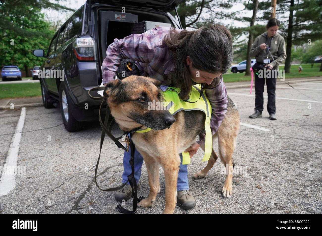 Ginger Alpine readies her German Shepard, Argent, to hunt for spotted ...