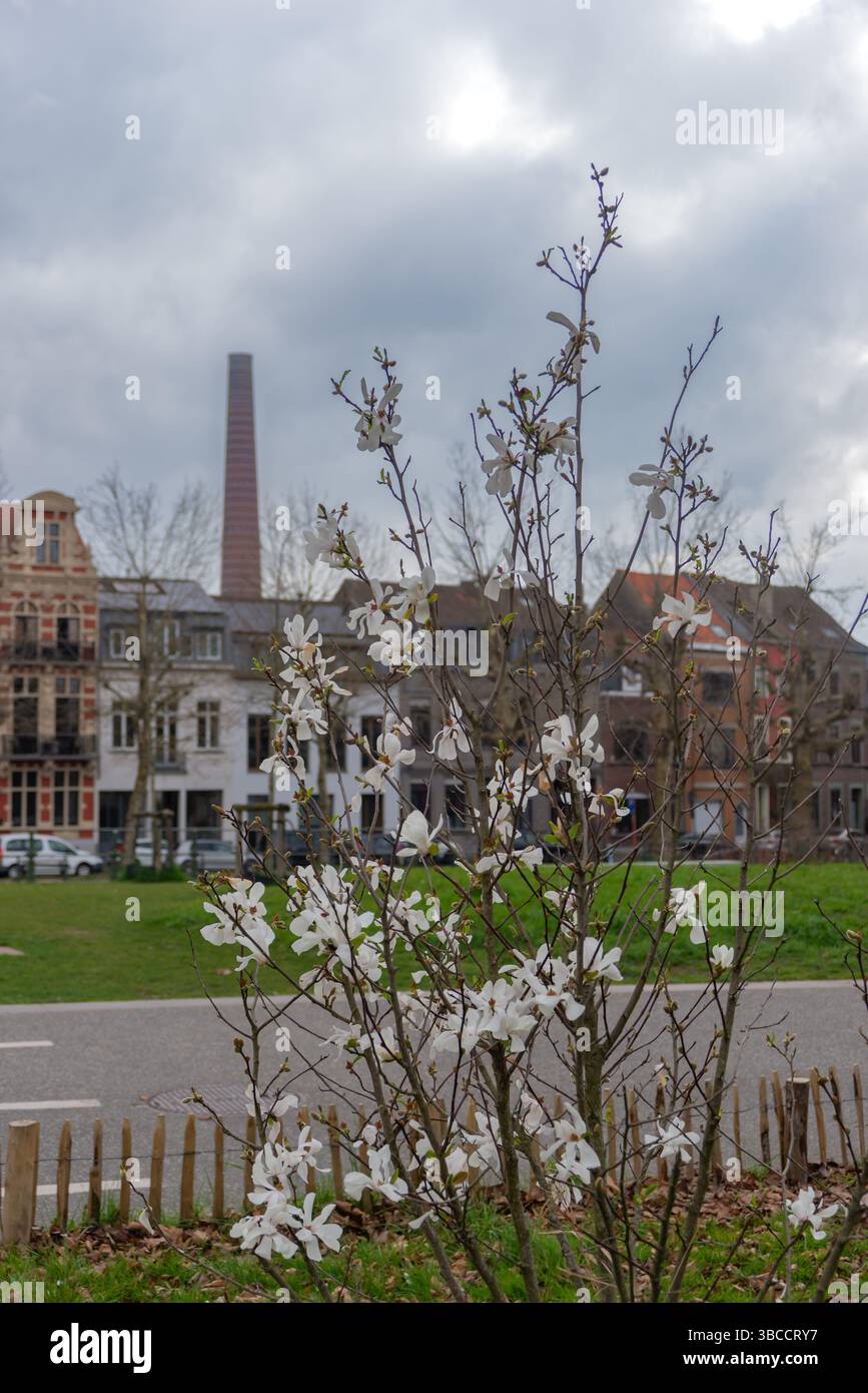 A blooming magnolia tree with white flowers stands in the foreground ...