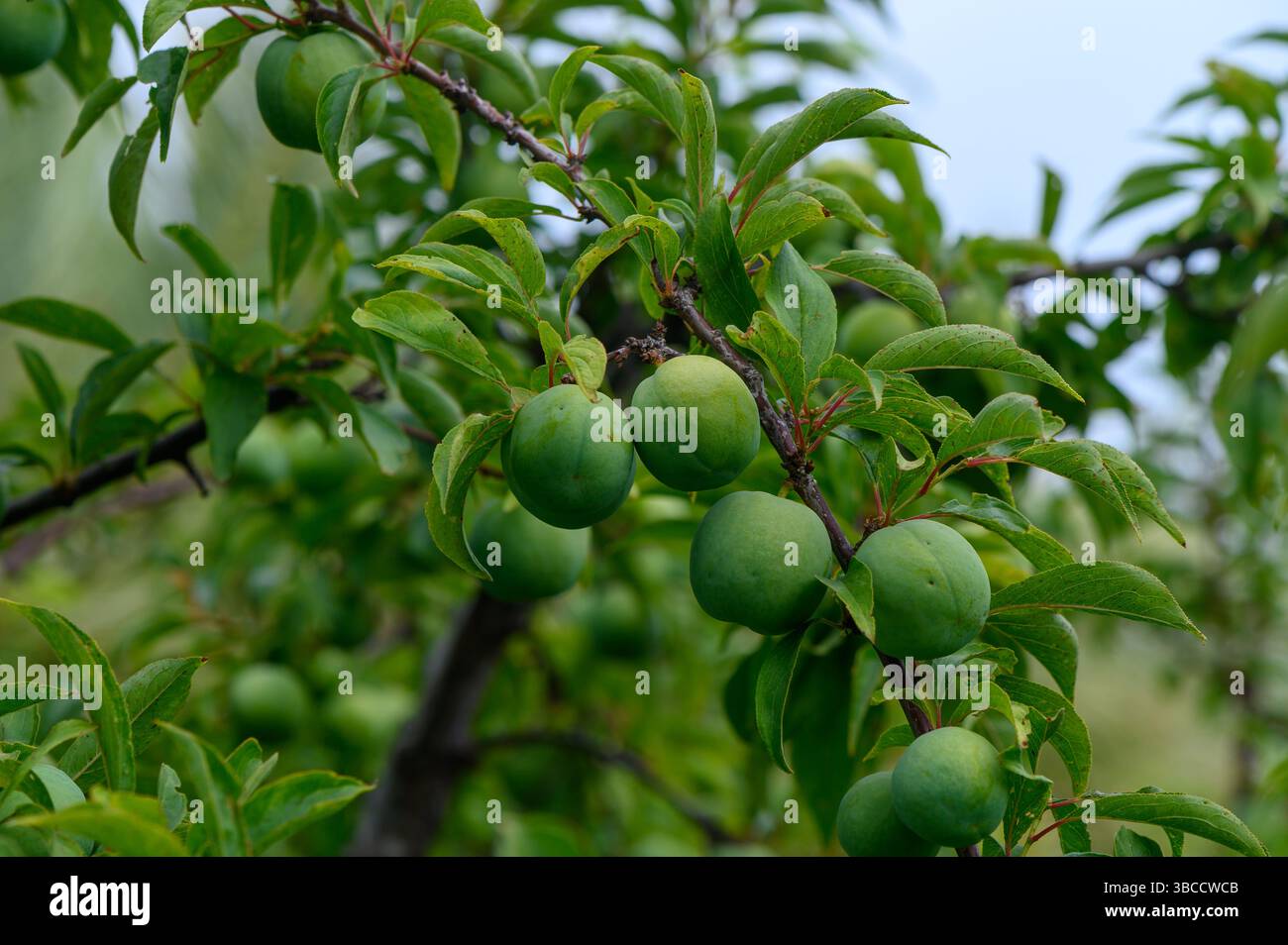 Organic unripe plums growing hi-res stock photography and images - Alamy