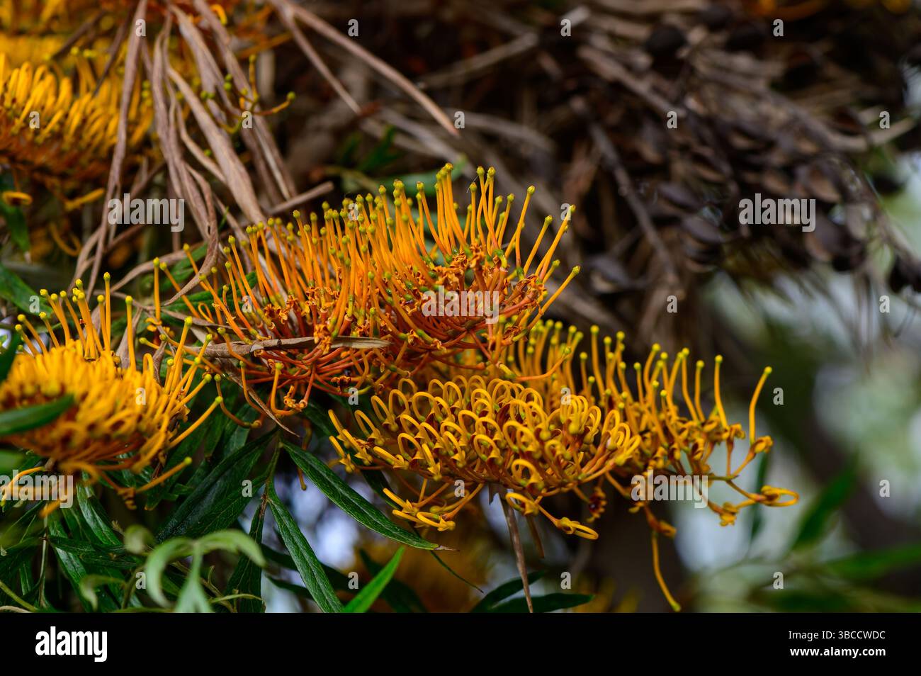 Grevillea robusta with delicate orange flowers and fern-like leaves ...