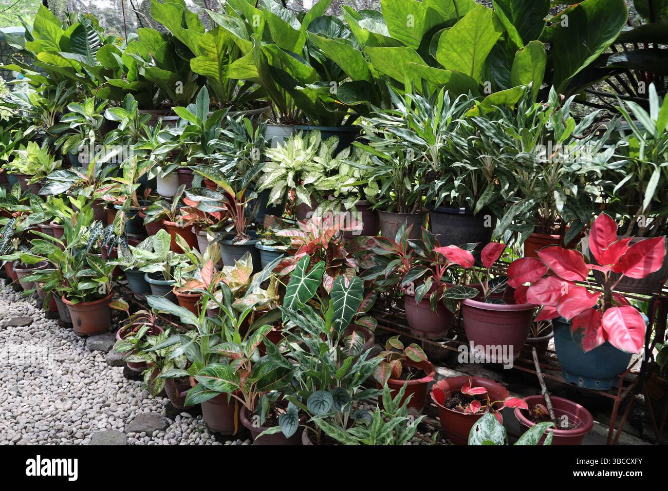 An indoor shrubbery of fine healthy plants Stock Photo - Alamy