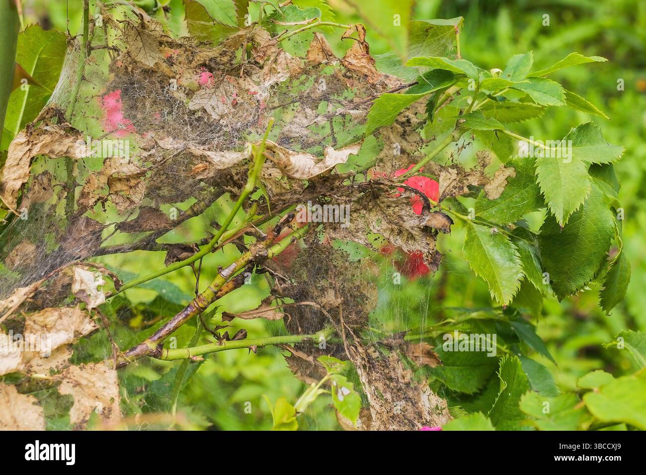 Moth nest on branches hi-res stock photography and images - Alamy