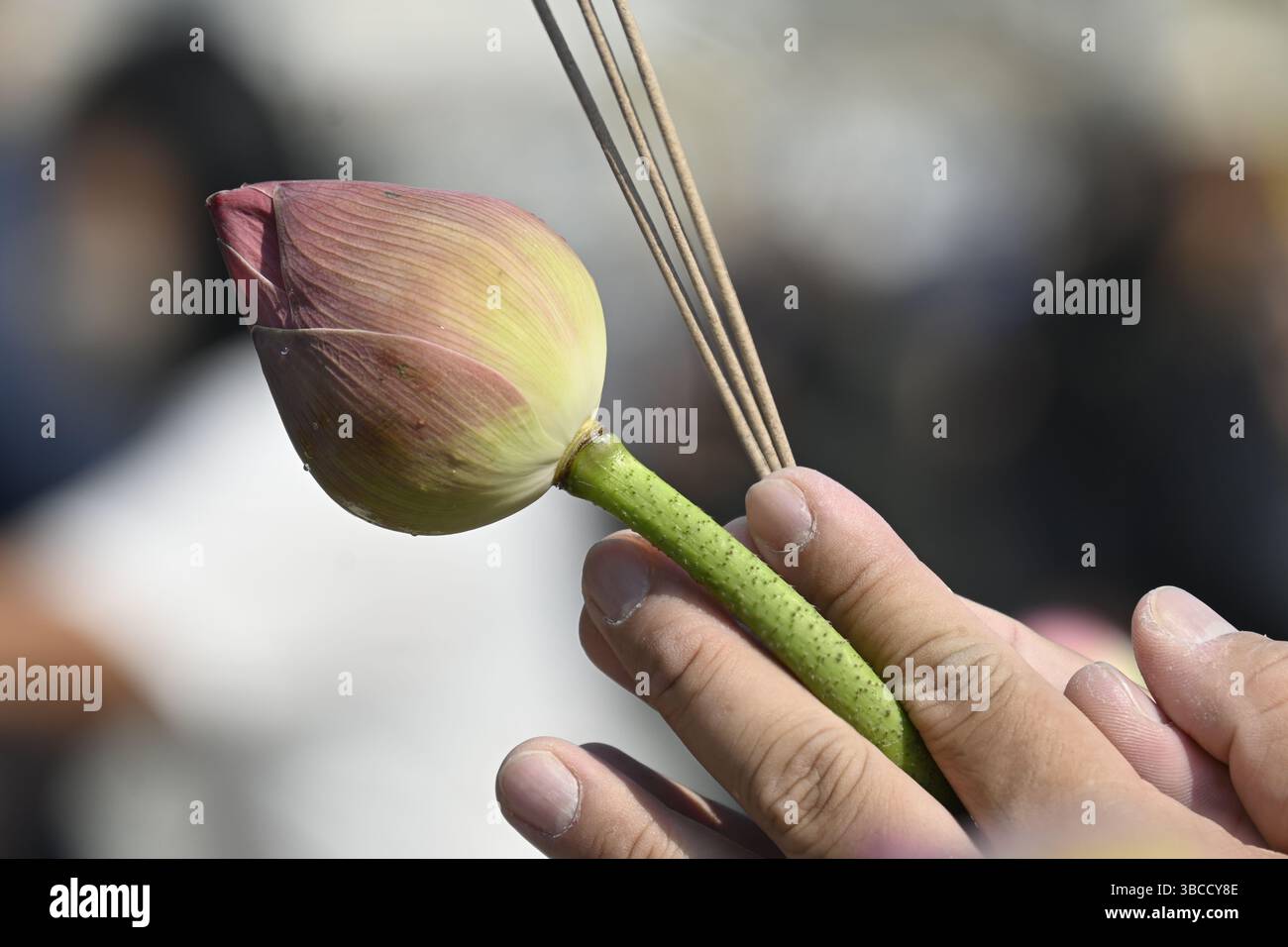 Praying hands with lotus flower Stock Photo - Alamy