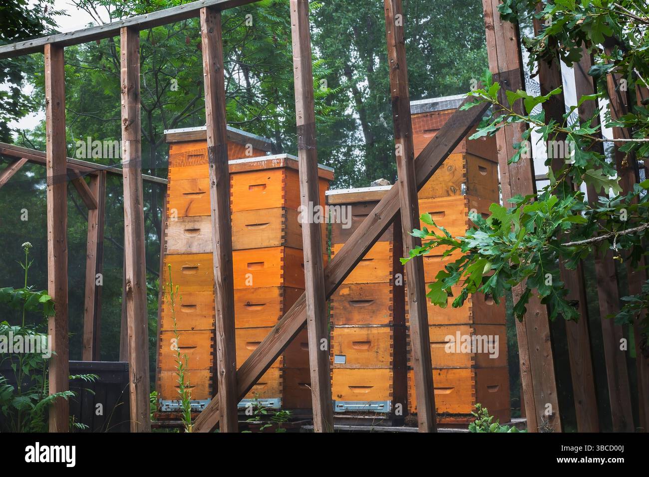 Honey producing beehives under lock and key in enclosure protected by ...