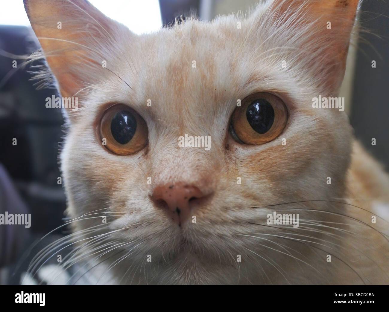 cat face, cats have cute and adorable faces, this photo shows the cat's ...