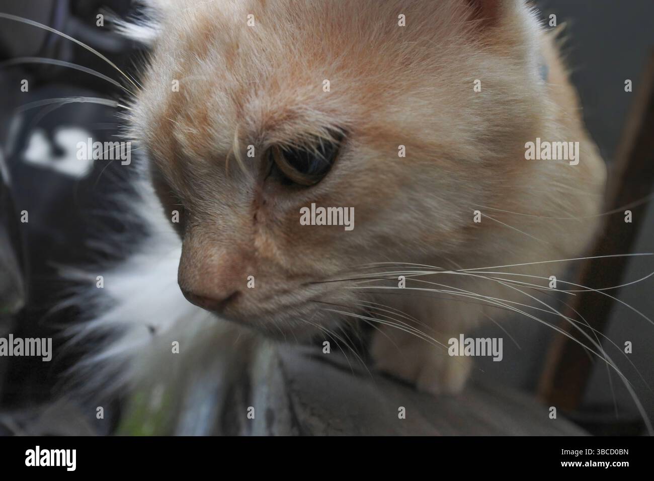 cat face, cats have cute and adorable faces, this photo shows the cat's ...