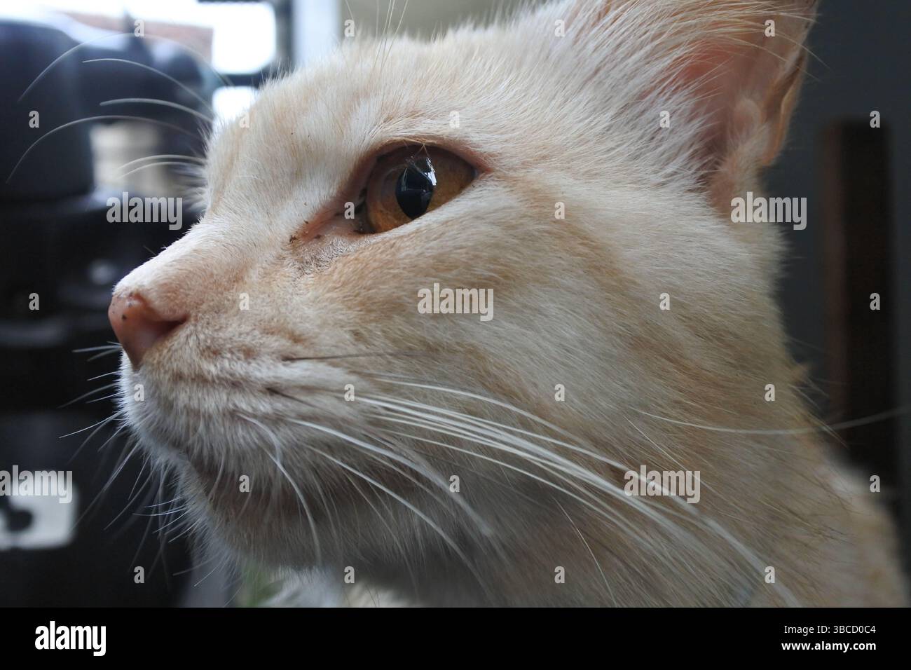 cat face, cats have cute and adorable faces, this photo shows the cat's ...