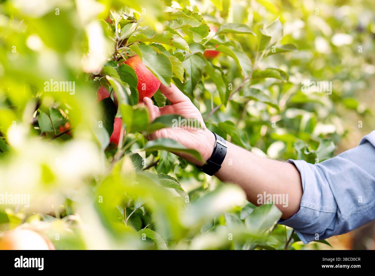 Control of fruit cultivation, check crop and management of eco farm ...