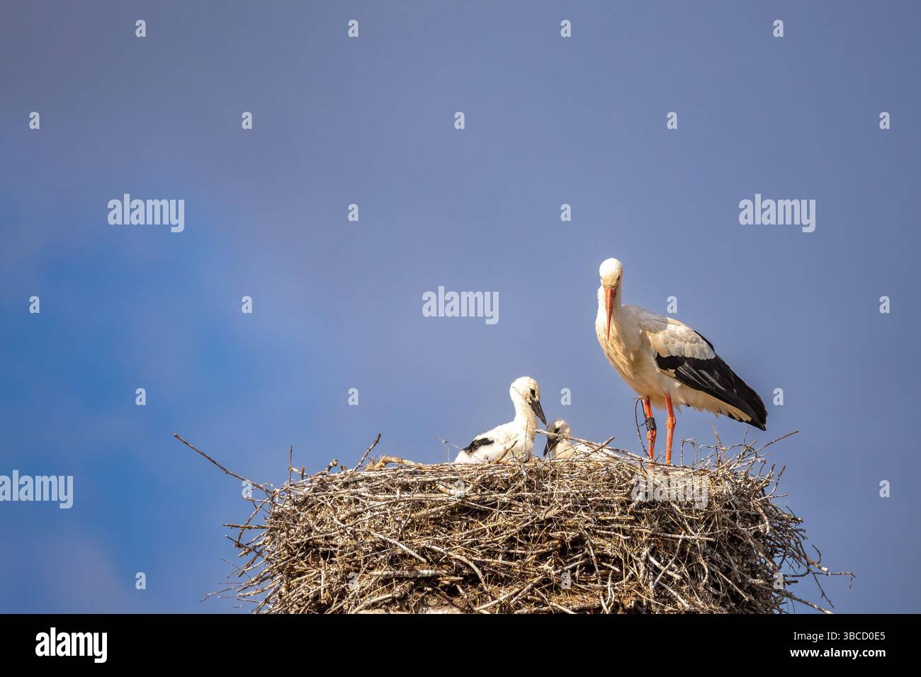 white stork with chicks in its nest Stock Photo - Alamy