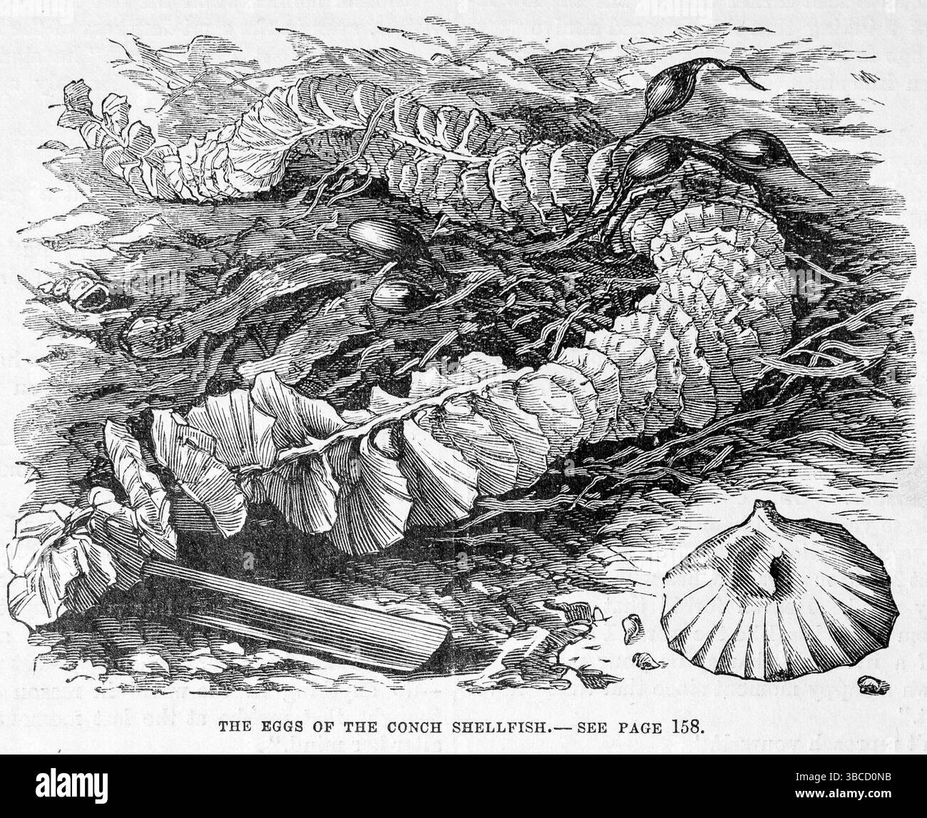 Conch eggs Black and White Stock Photos & Images - Alamy
