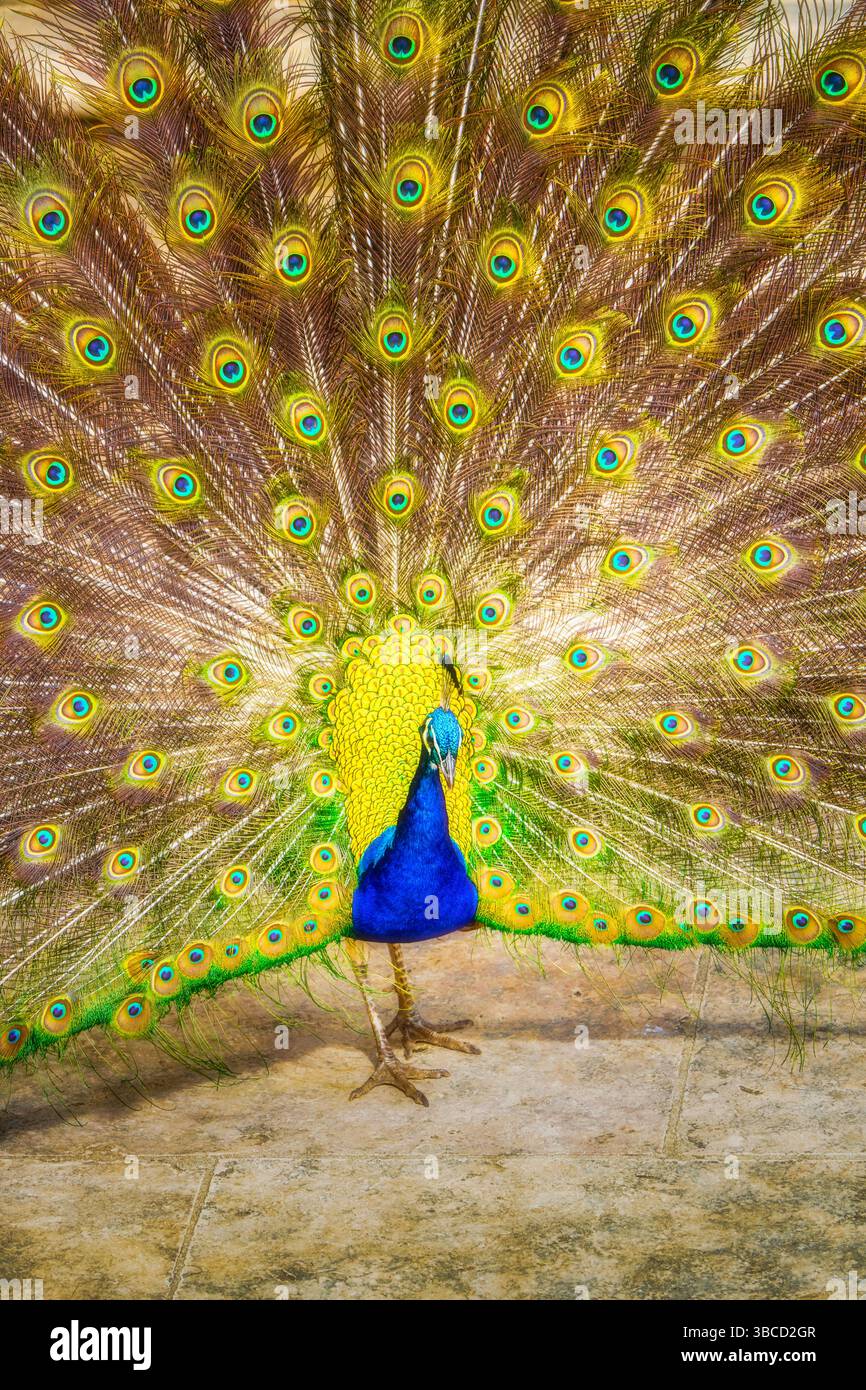 Male peacock displaying colorful tail feathers with iridescent blue and ...