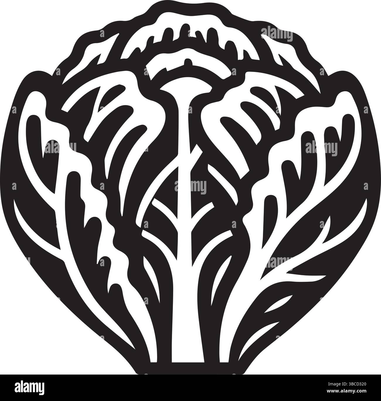 Elegant cabbage design hi-res stock photography and images - Alamy