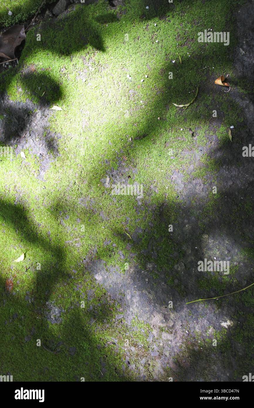 moss, green moss that spreads across the surface of the ground ...