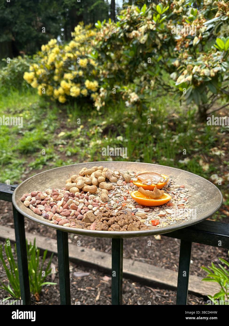 A shallow metal bowl used as a bird feeder , filled with peanuts, seeds ...