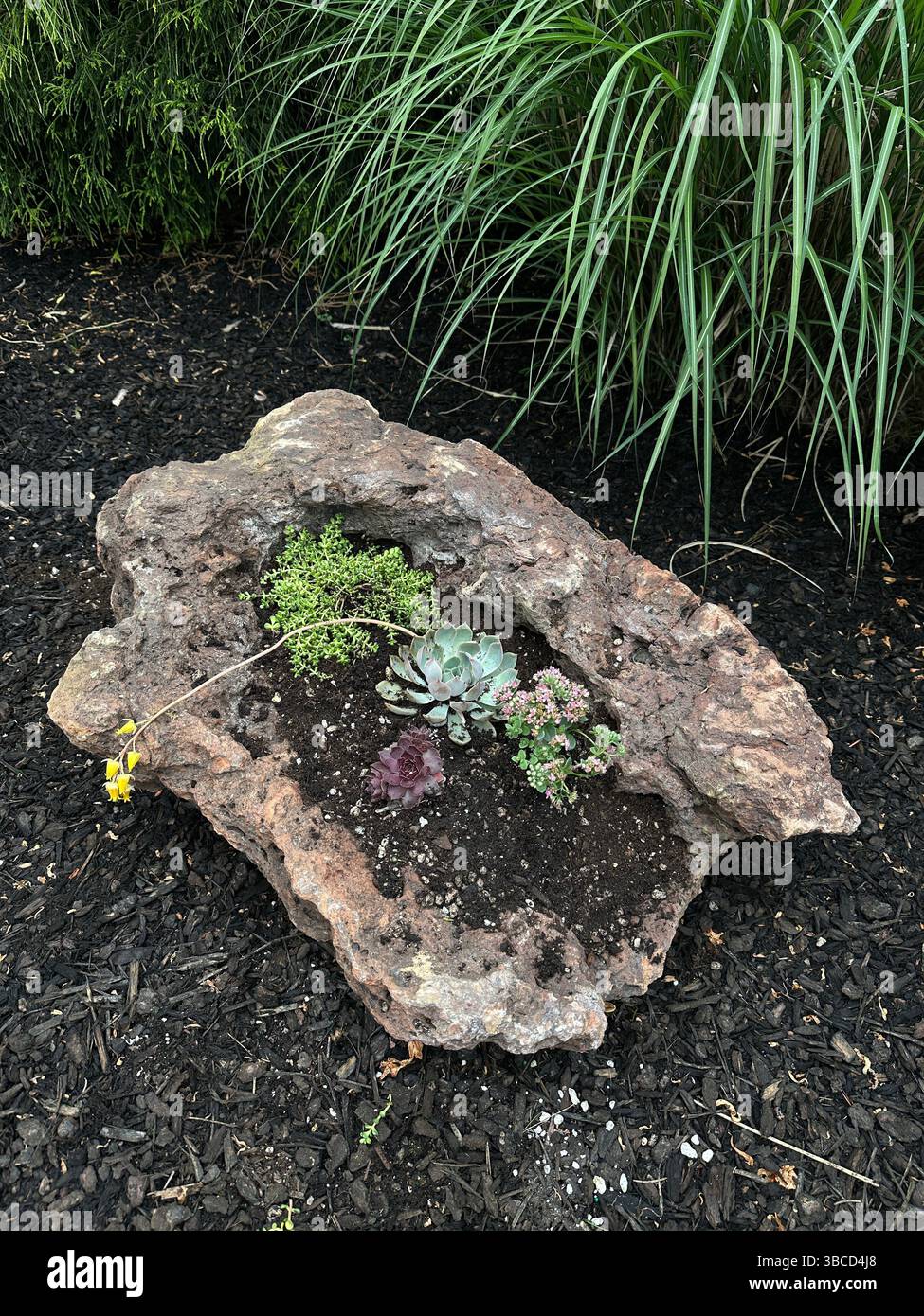 Pot rocks - volcanic rocks with holes - used in a garden as a planter ...