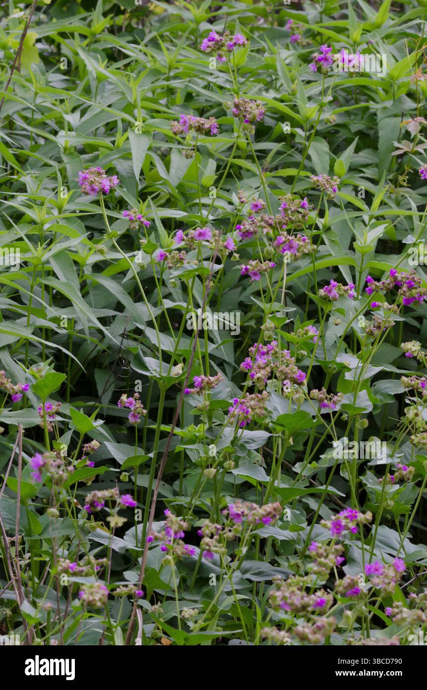 Heartleaf Four o'clock, Mirabilis nyctaginea Stock Photo - Alamy
