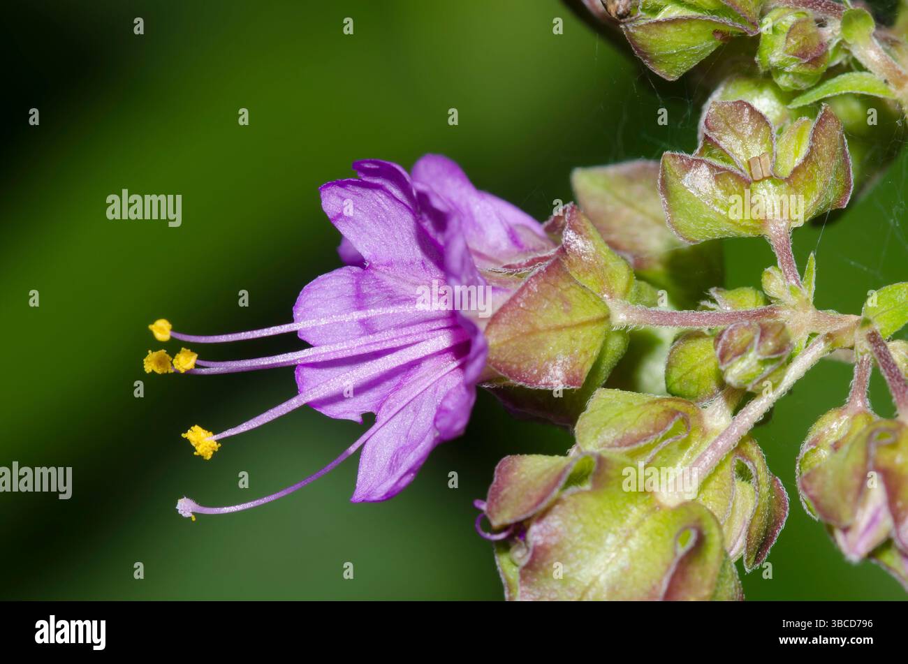 Heartleaf Four o'clock, Mirabilis nyctaginea Stock Photo - Alamy