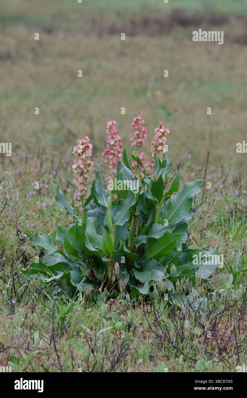 Veiny Dock, Rumex venosus, in fruit Stock Photo - Alamy