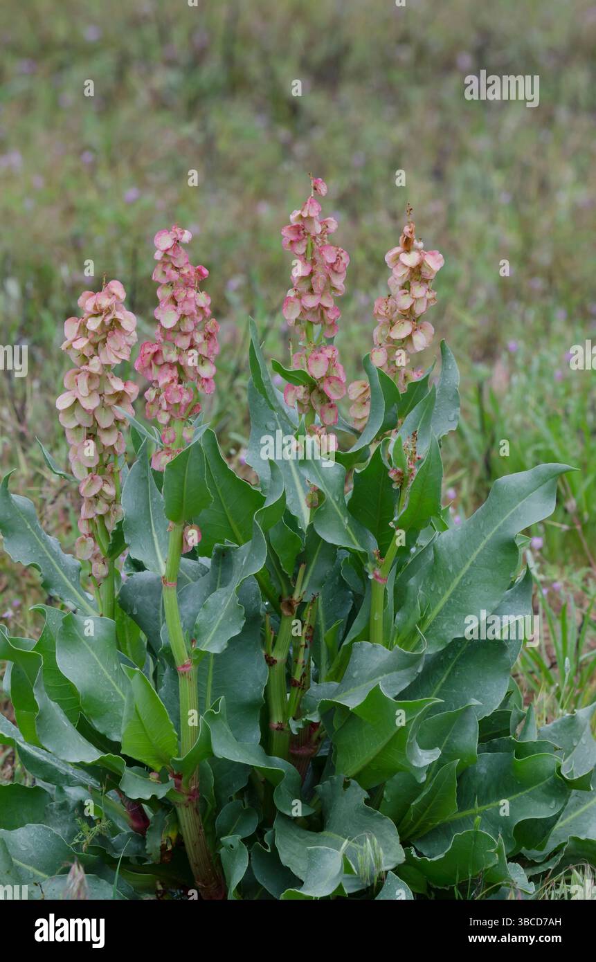 Veiny Dock, Rumex venosus, in fruit Stock Photo - Alamy