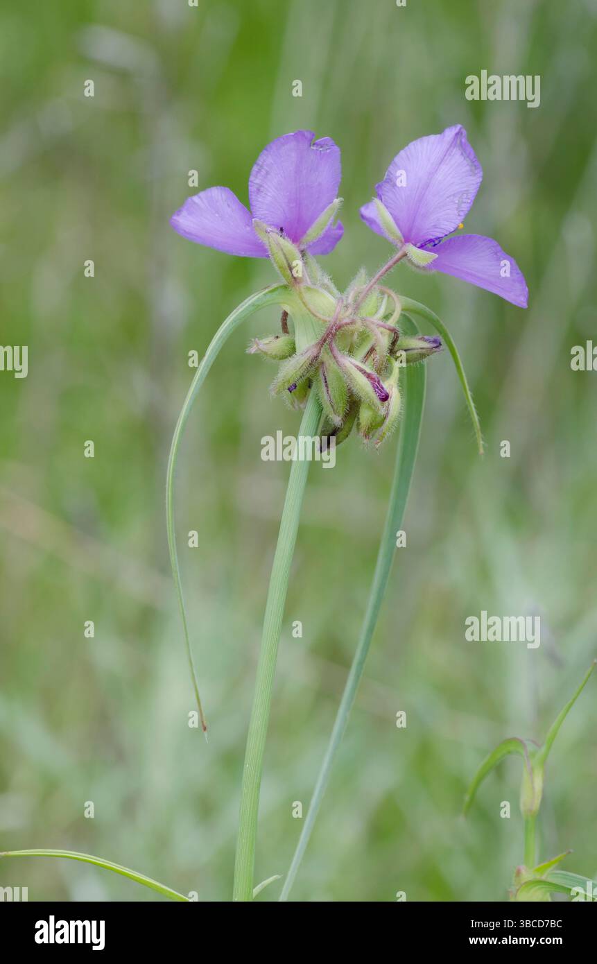 Prairie Spiderwort, Tradescantia occidentalis Stock Photo - Alamy
