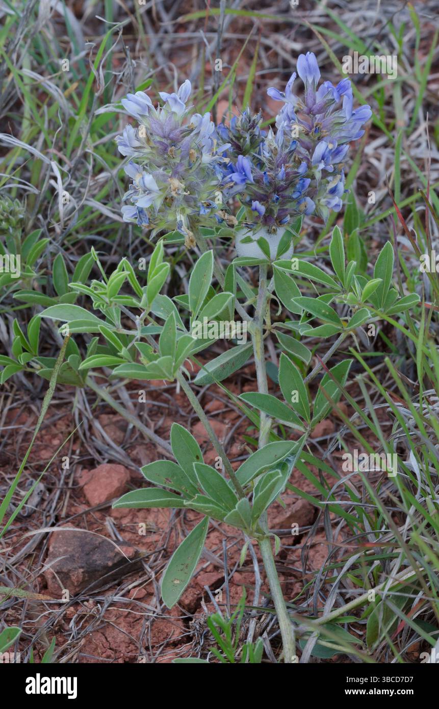 Largebract Indian Breadroot, Pediomelum cuspidatum Stock Photo - Alamy