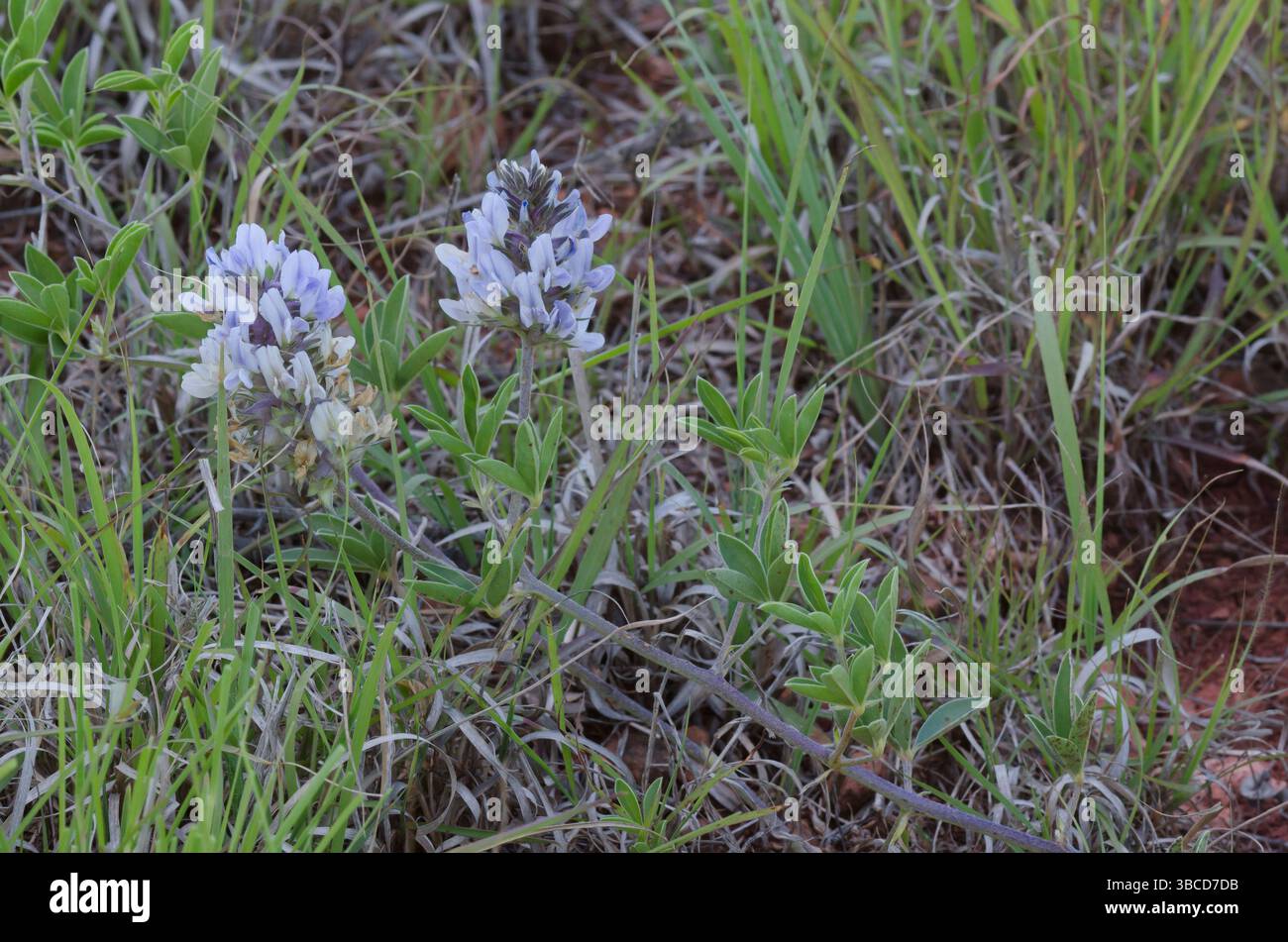 Largebract Indian Breadroot, Pediomelum cuspidatum Stock Photo - Alamy