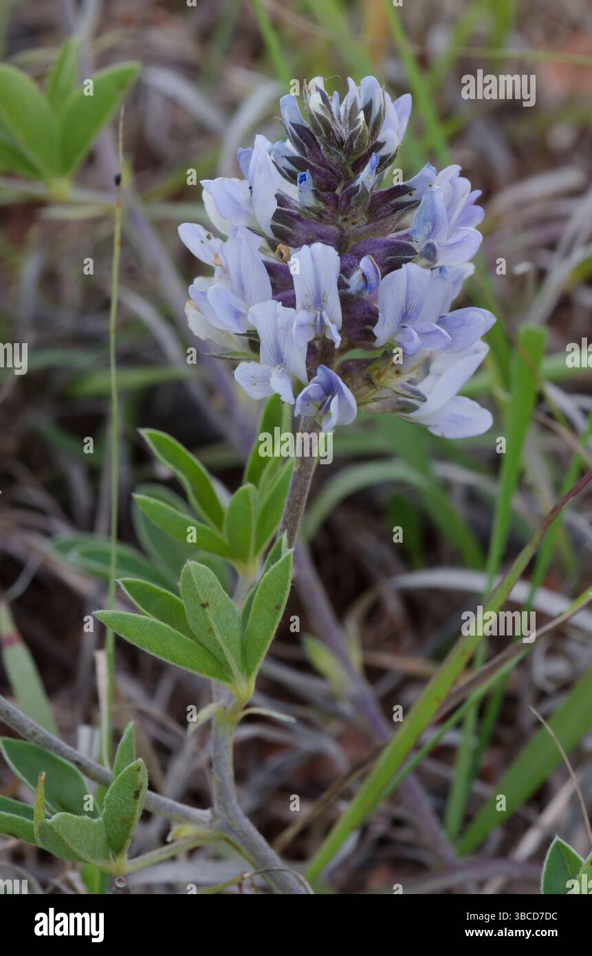 Largebract Indian Breadroot, Pediomelum cuspidatum Stock Photo - Alamy