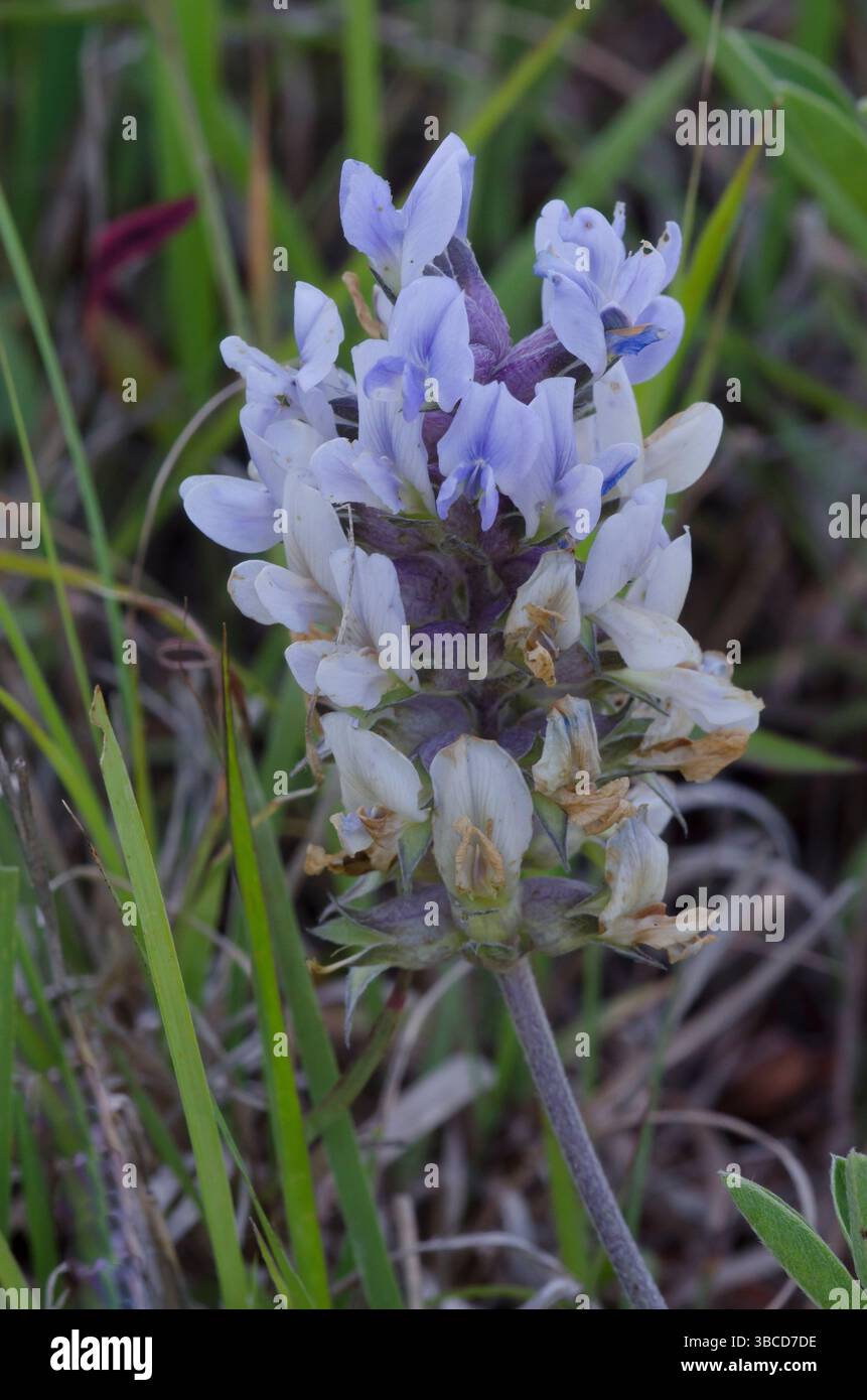 Largebract Indian Breadroot, Pediomelum cuspidatum Stock Photo - Alamy