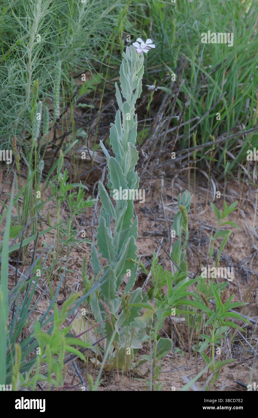 Palmer's Spectaclepod, Dimorphocarpa candicans Stock Photo - Alamy