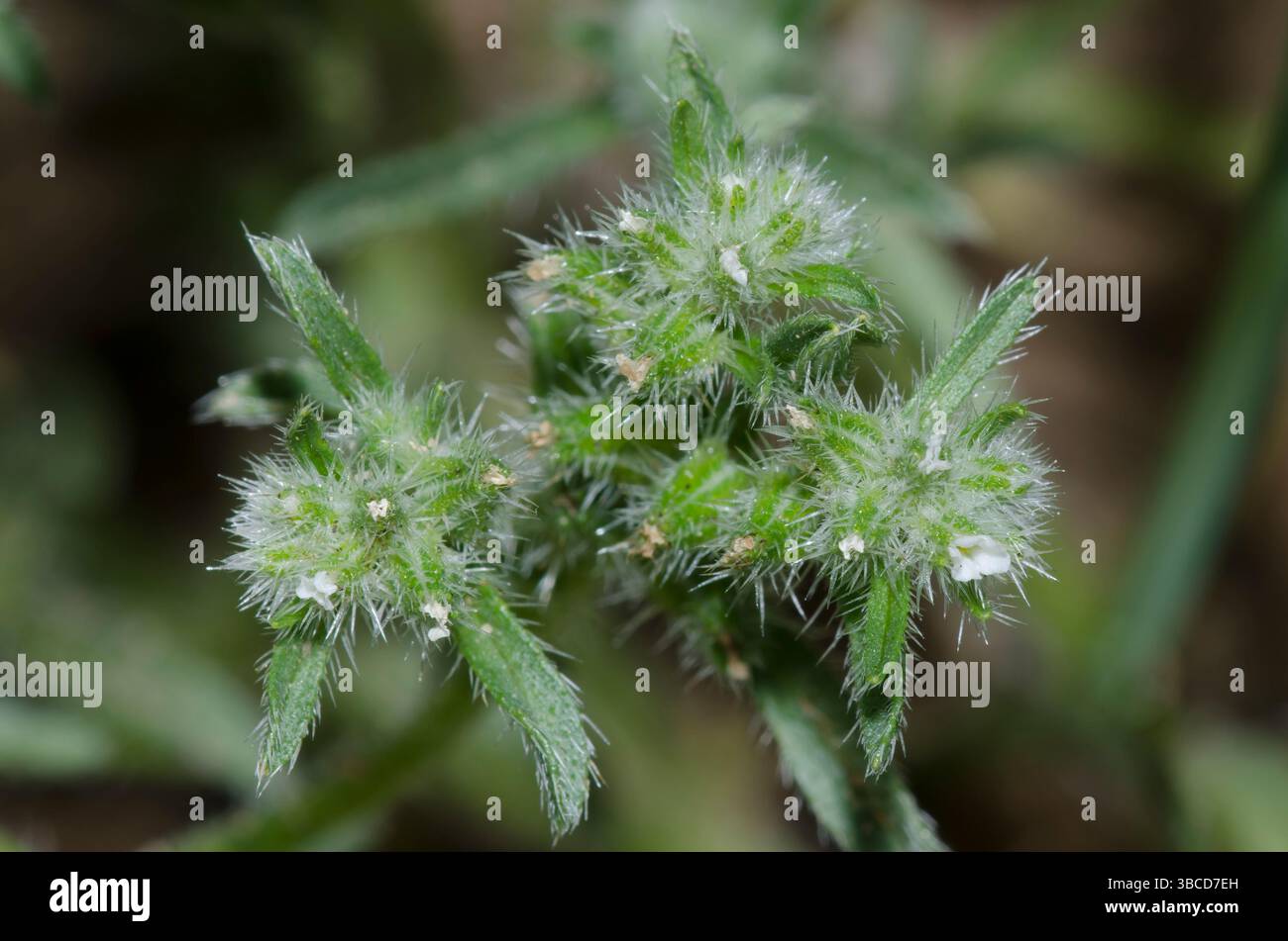 Popcorn Flowers, Cryptantha sp Stock Photo - Alamy