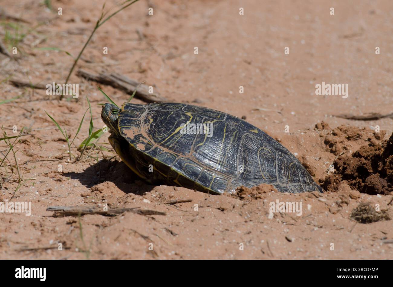 Red-eared slider, Trachemys scripta elegans, female laying eggs Stock ...