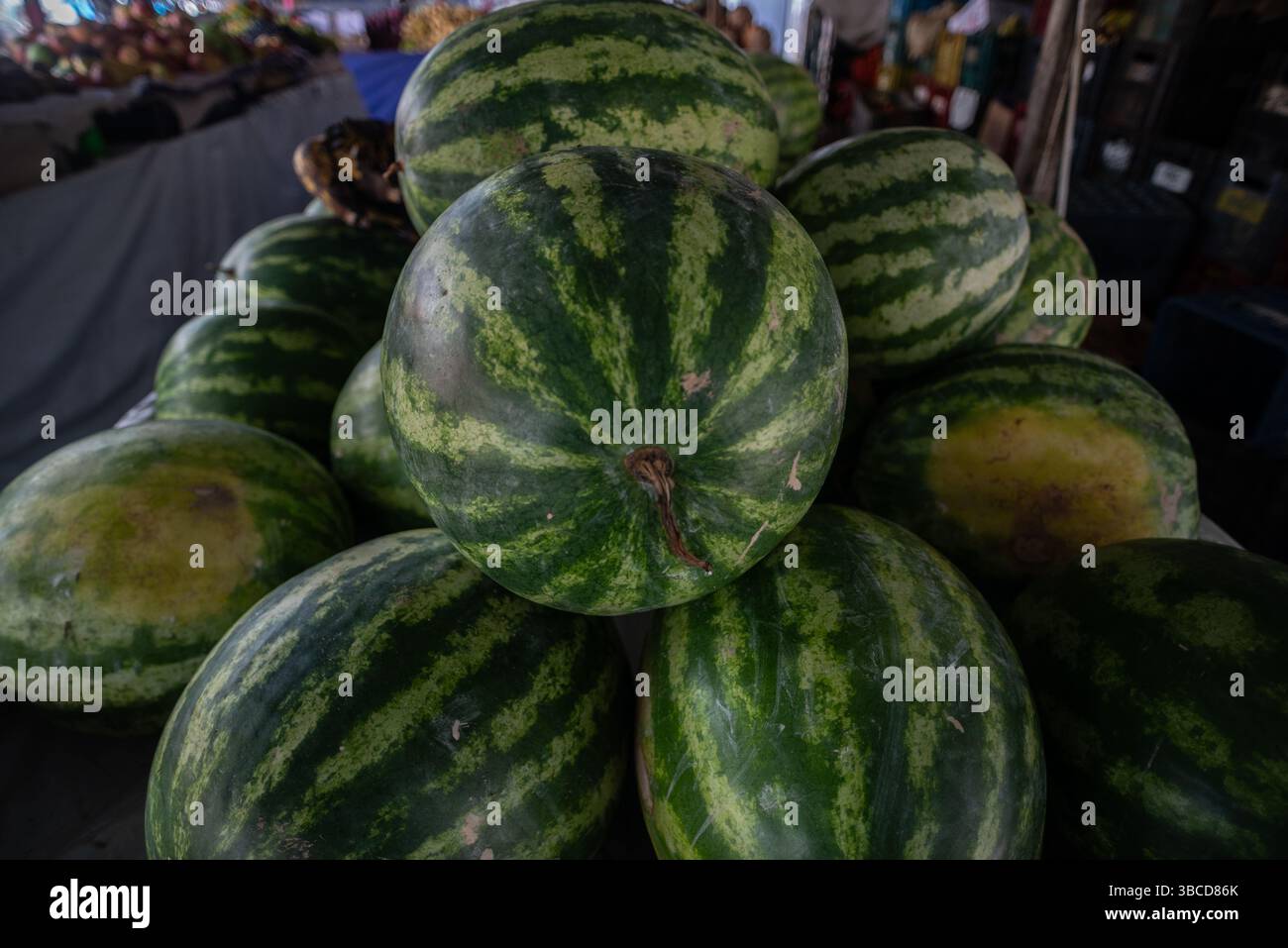 Watermelons for sale at a street market. A creeping plant of the ...