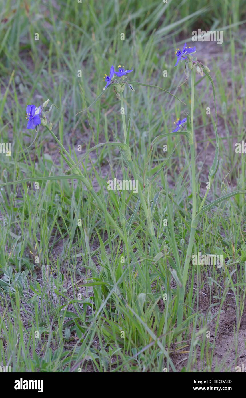 Prairie Spiderwort, Tradescantia occidentalis Stock Photo - Alamy