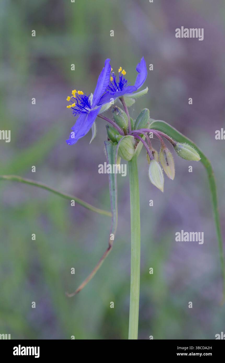 Prairie Spiderwort, Tradescantia occidentalis Stock Photo - Alamy