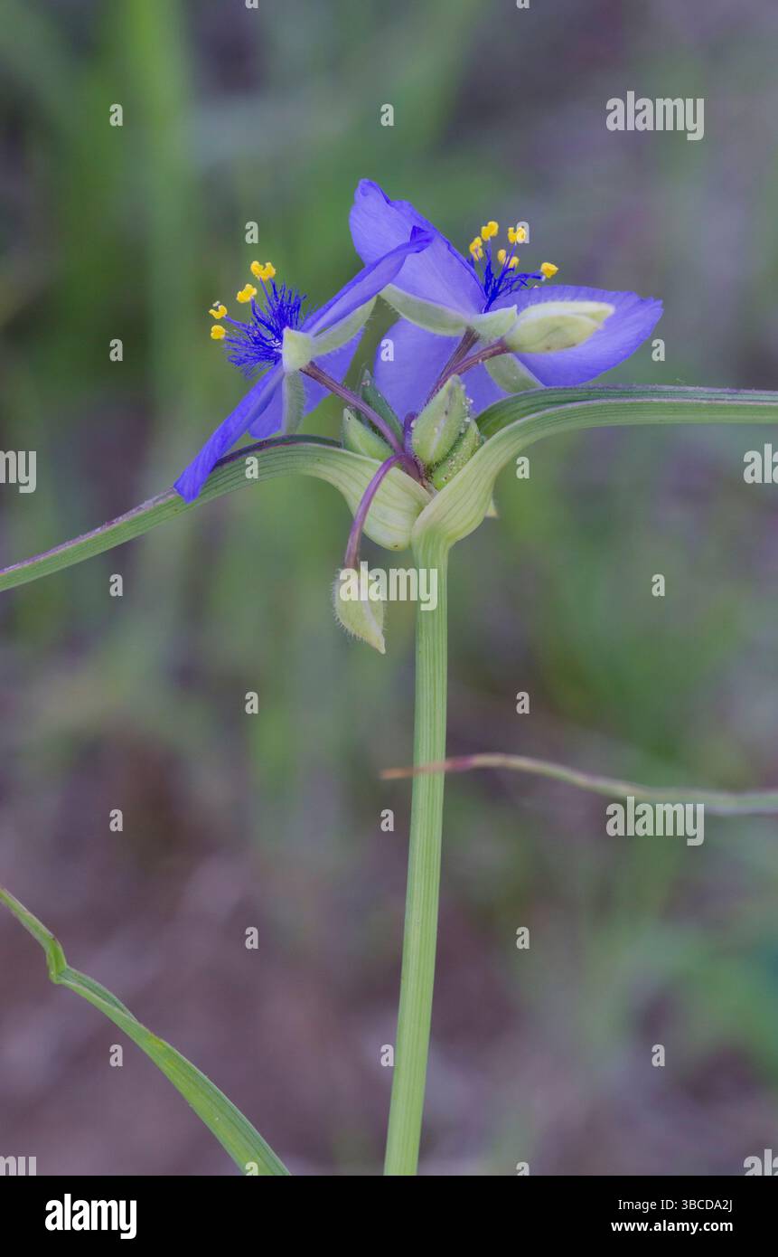Prairie Spiderwort, Tradescantia occidentalis Stock Photo - Alamy