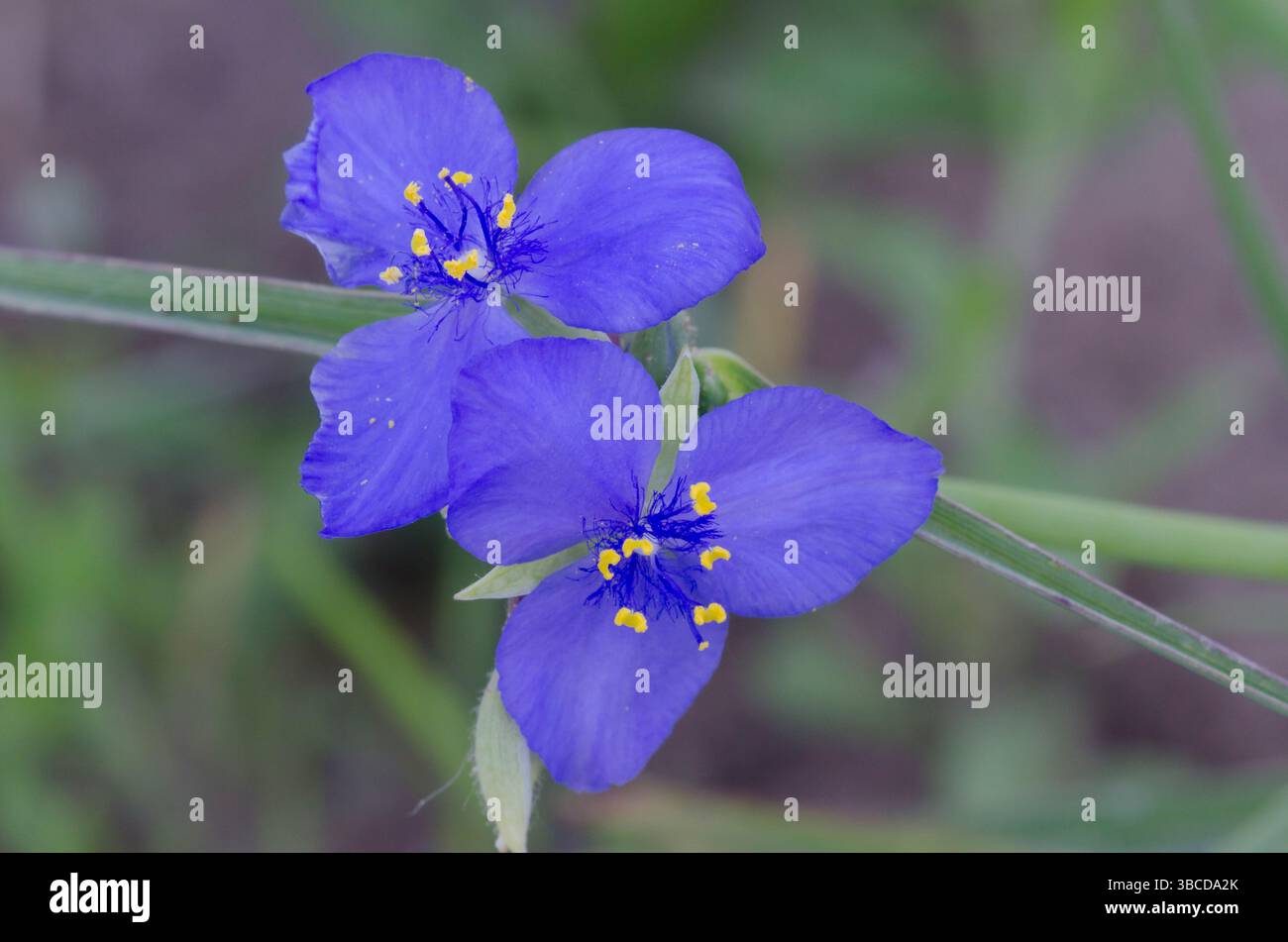 Prairie Spiderwort, Tradescantia occidentalis Stock Photo - Alamy