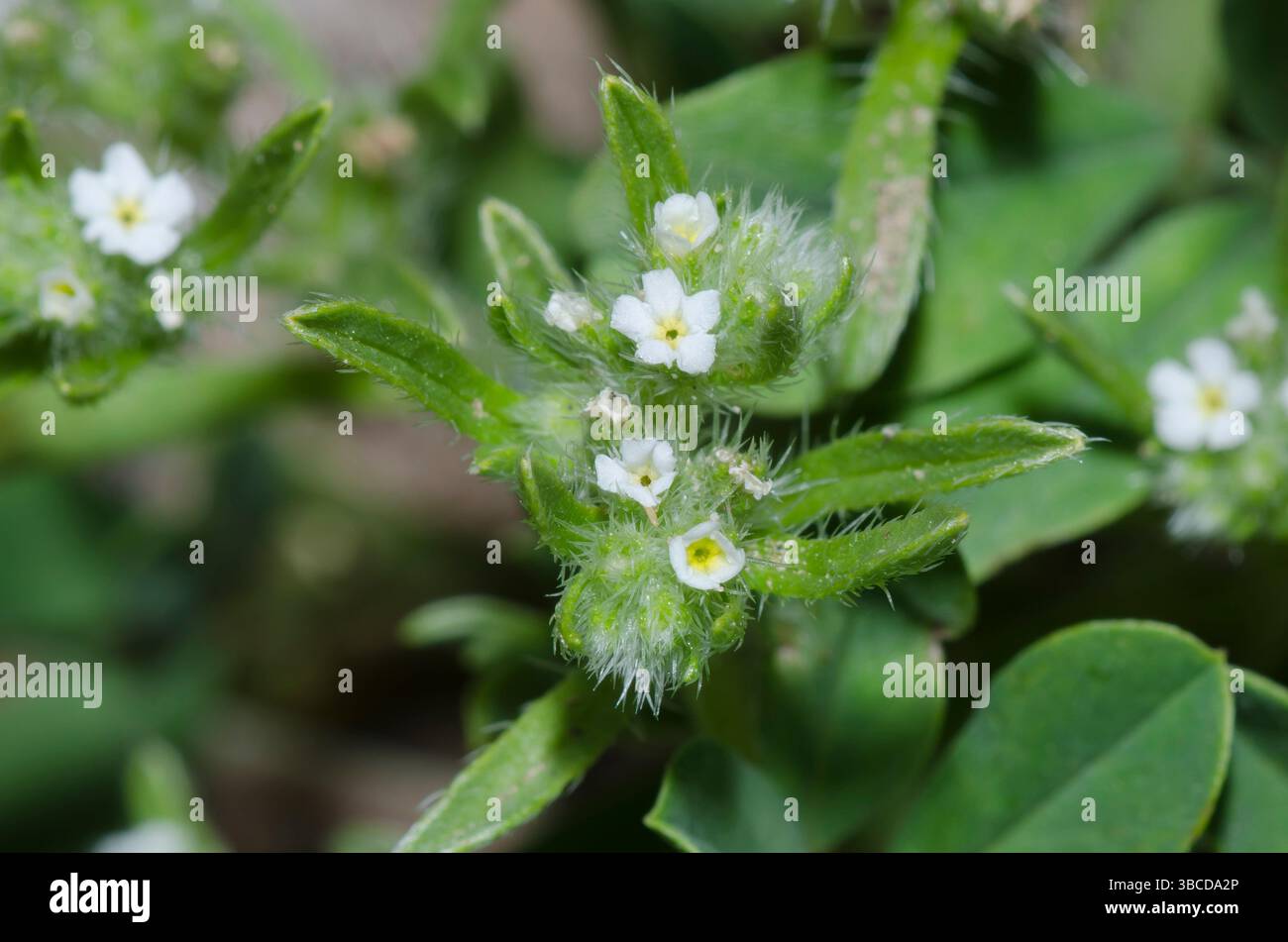 Little Cryptantha, Cryptantha minima Stock Photo - Alamy