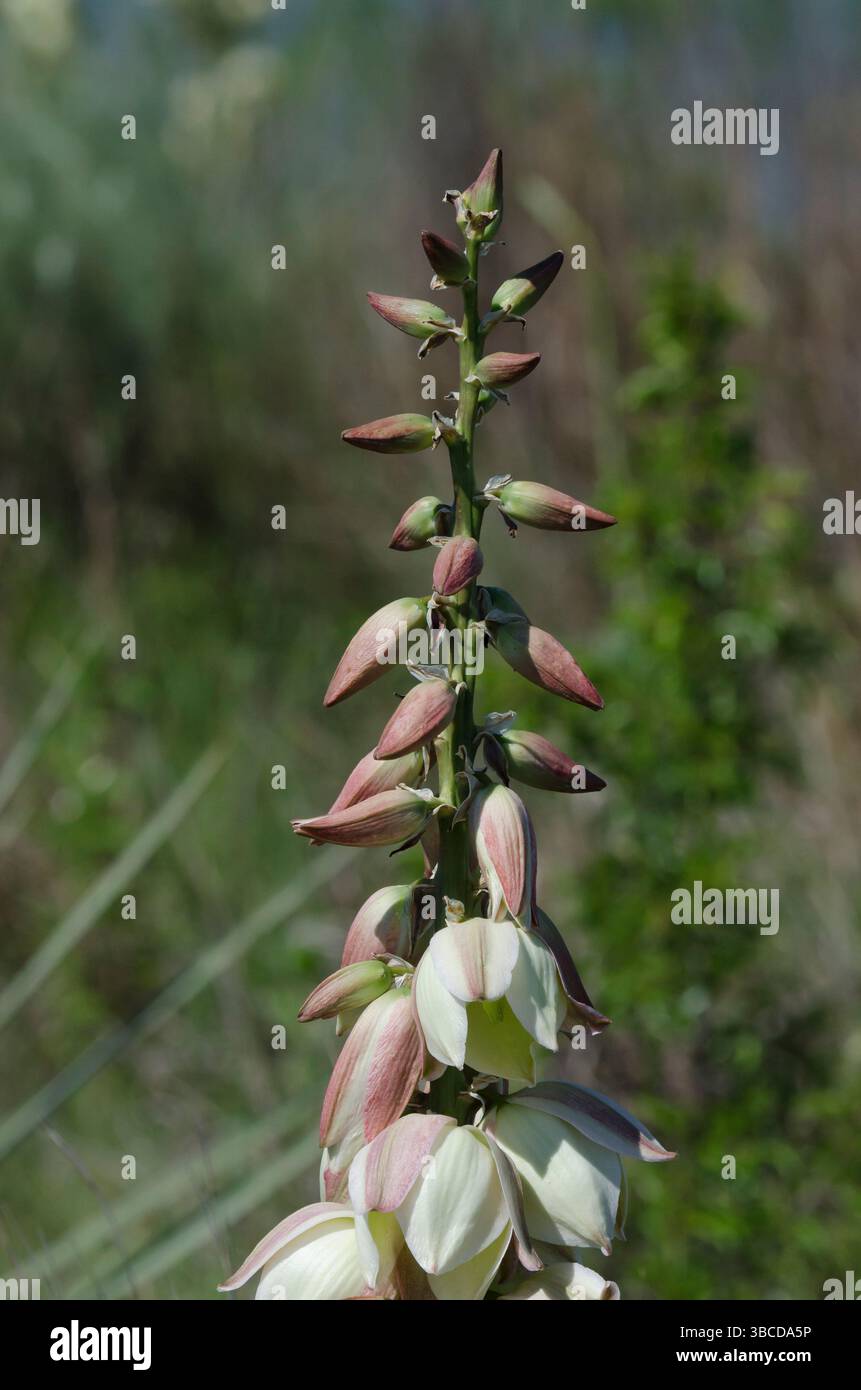 Soapweed Yucca, Yucca glauca Stock Photo - Alamy