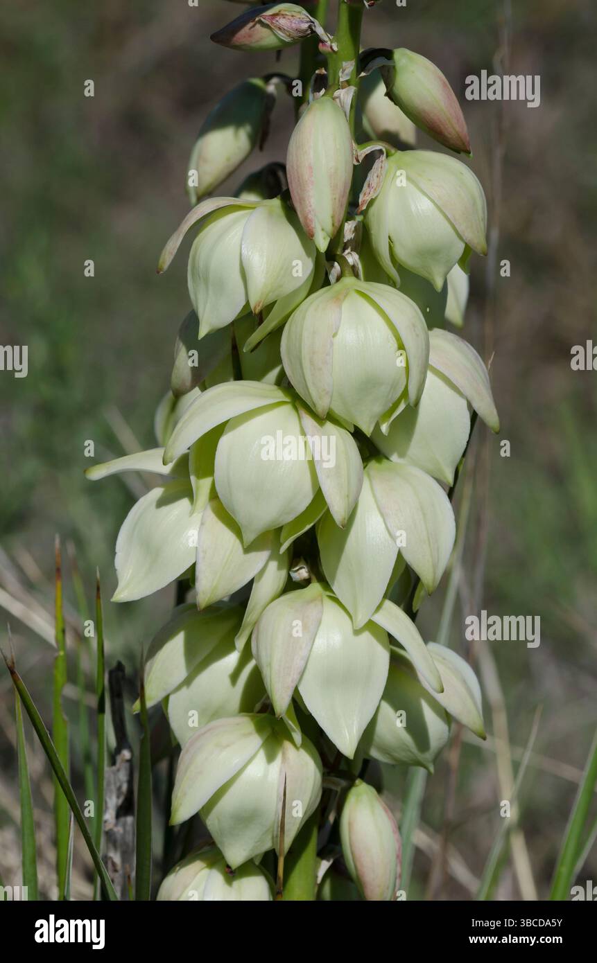 Soapweed Yucca, Yucca glauca Stock Photo - Alamy
