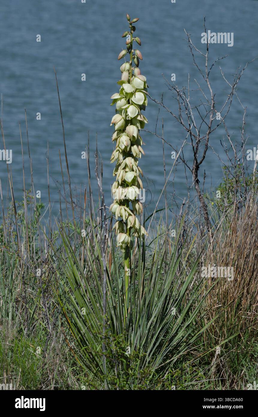 Soapweed Yucca, Yucca glauca, against Dead Indian Lake Stock Photo - Alamy