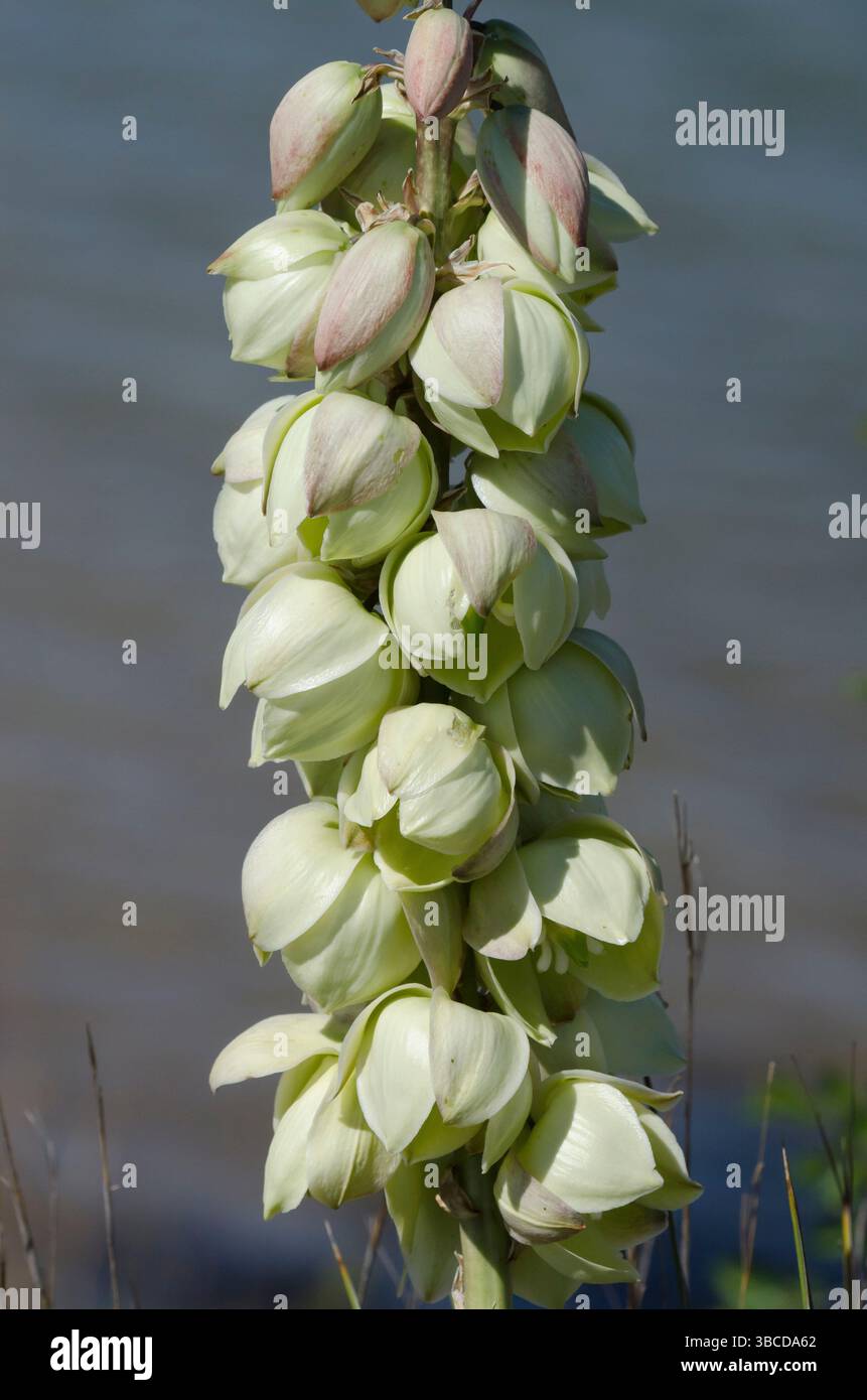 Soapweed Yucca, Yucca glauca, against Dead Indian Lake Stock Photo - Alamy
