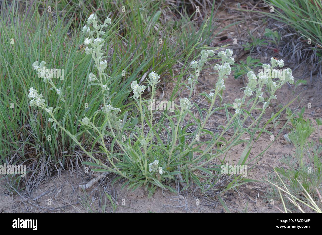 James' Cryptantha, Cryptantha cinerea Stock Photo - Alamy