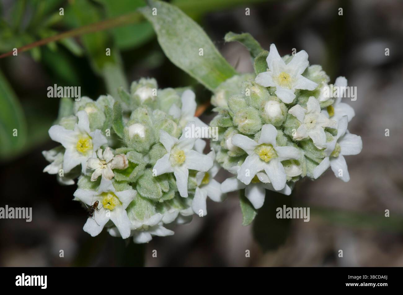 James' Cryptantha, Cryptantha cinerea Stock Photo - Alamy